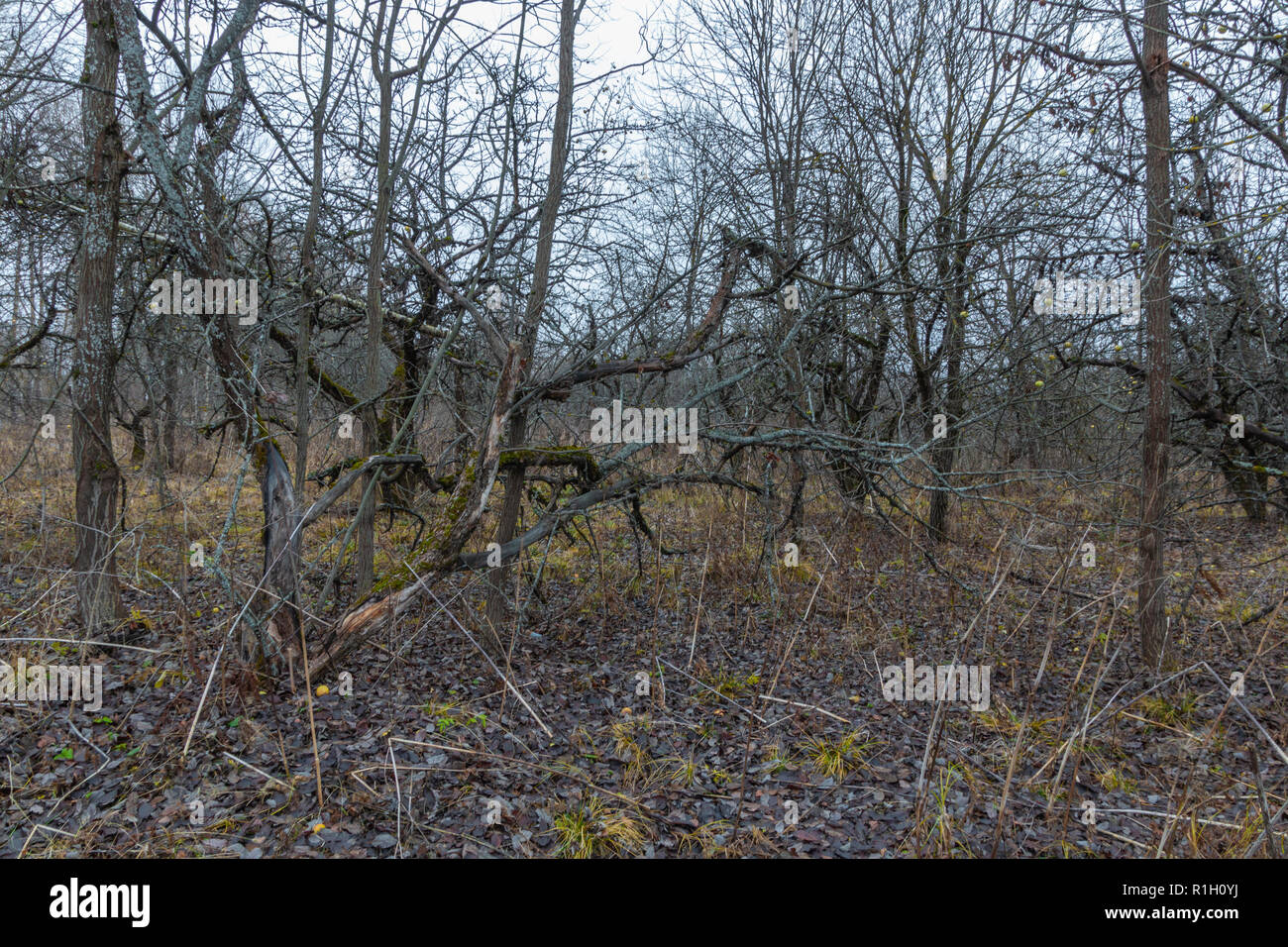 An old abandoned garden. Apple trees with painful trunks Stock Photo ...