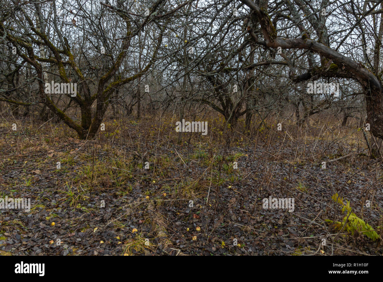 An old abandoned garden. Apple trees with painful trunks Stock Photo ...