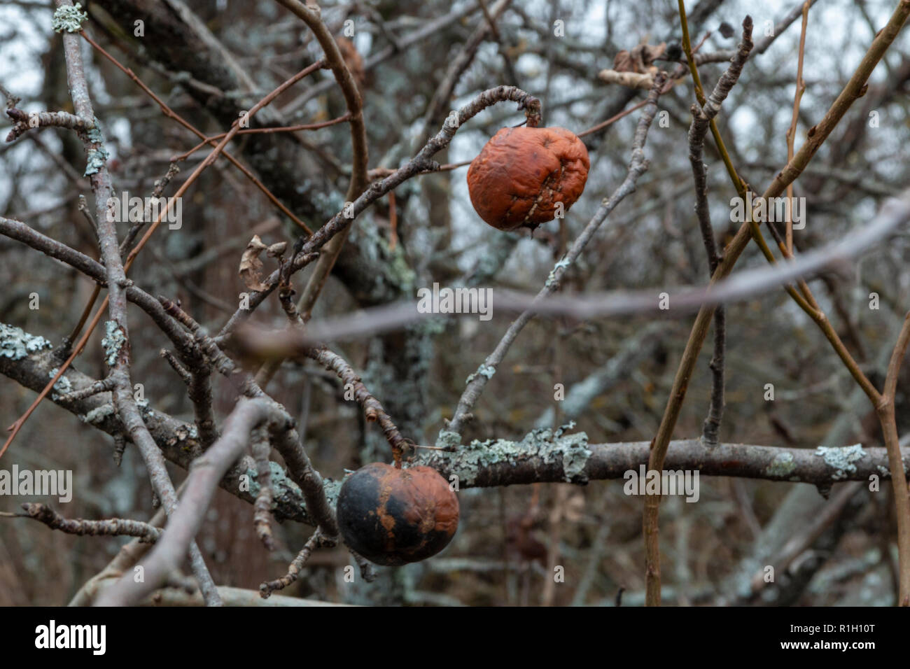 Diseased branches of an apple tree , closeup Stock Photo - Alamy
