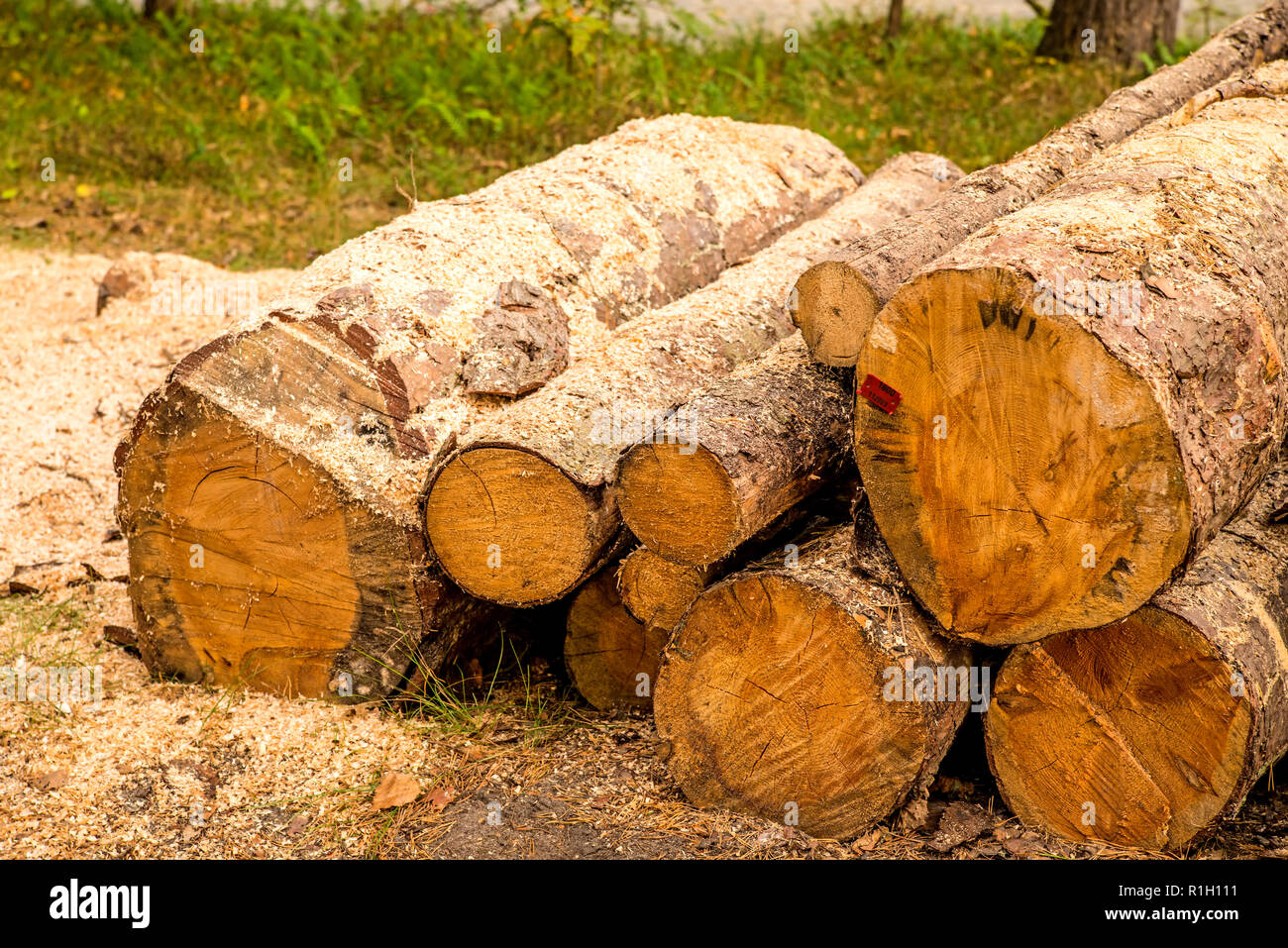 Timber wood, serrated in a forest Stock Photo - Alamy