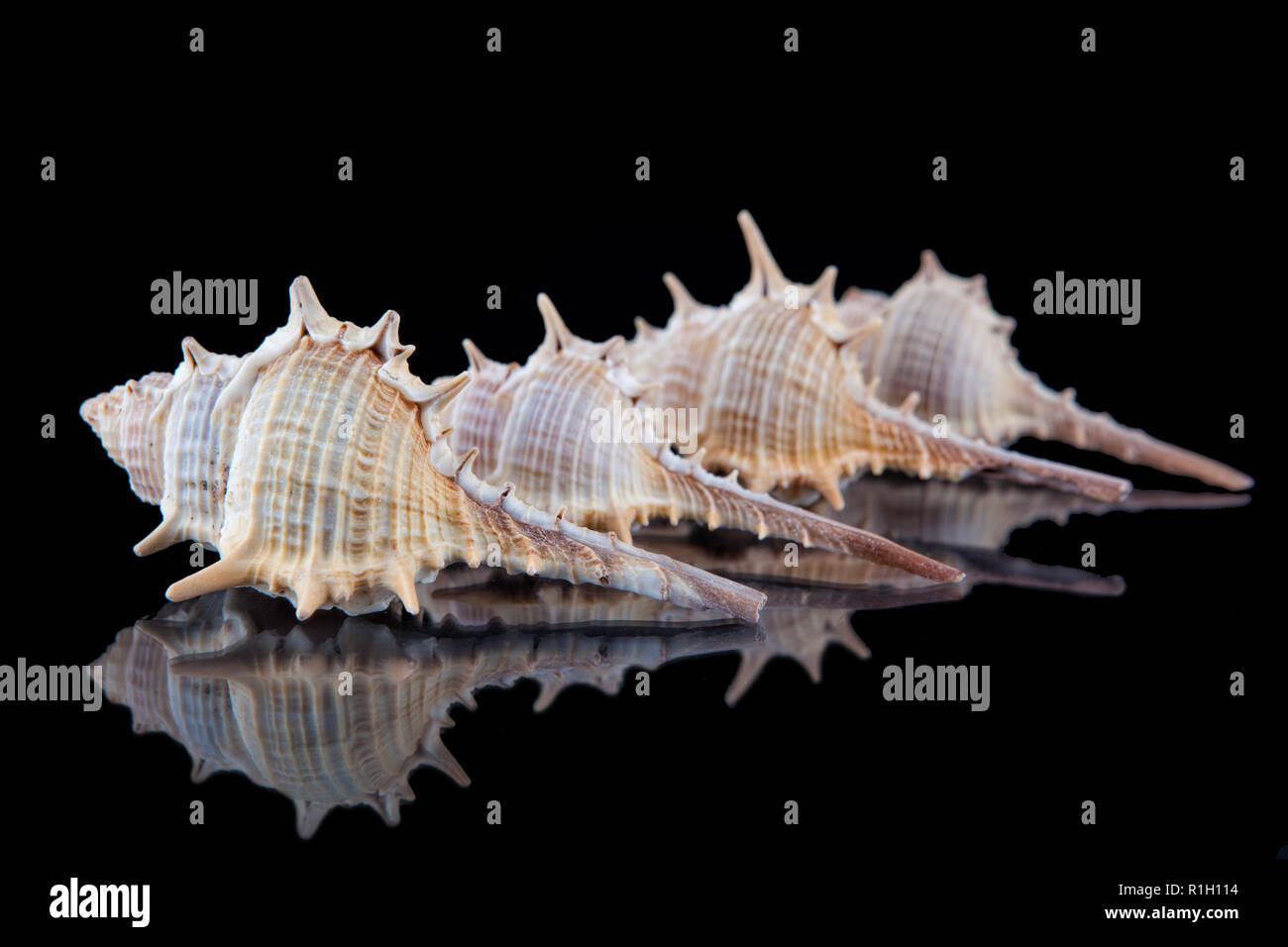 Close-up seashells with reflection on black background Stock Photo - Alamy