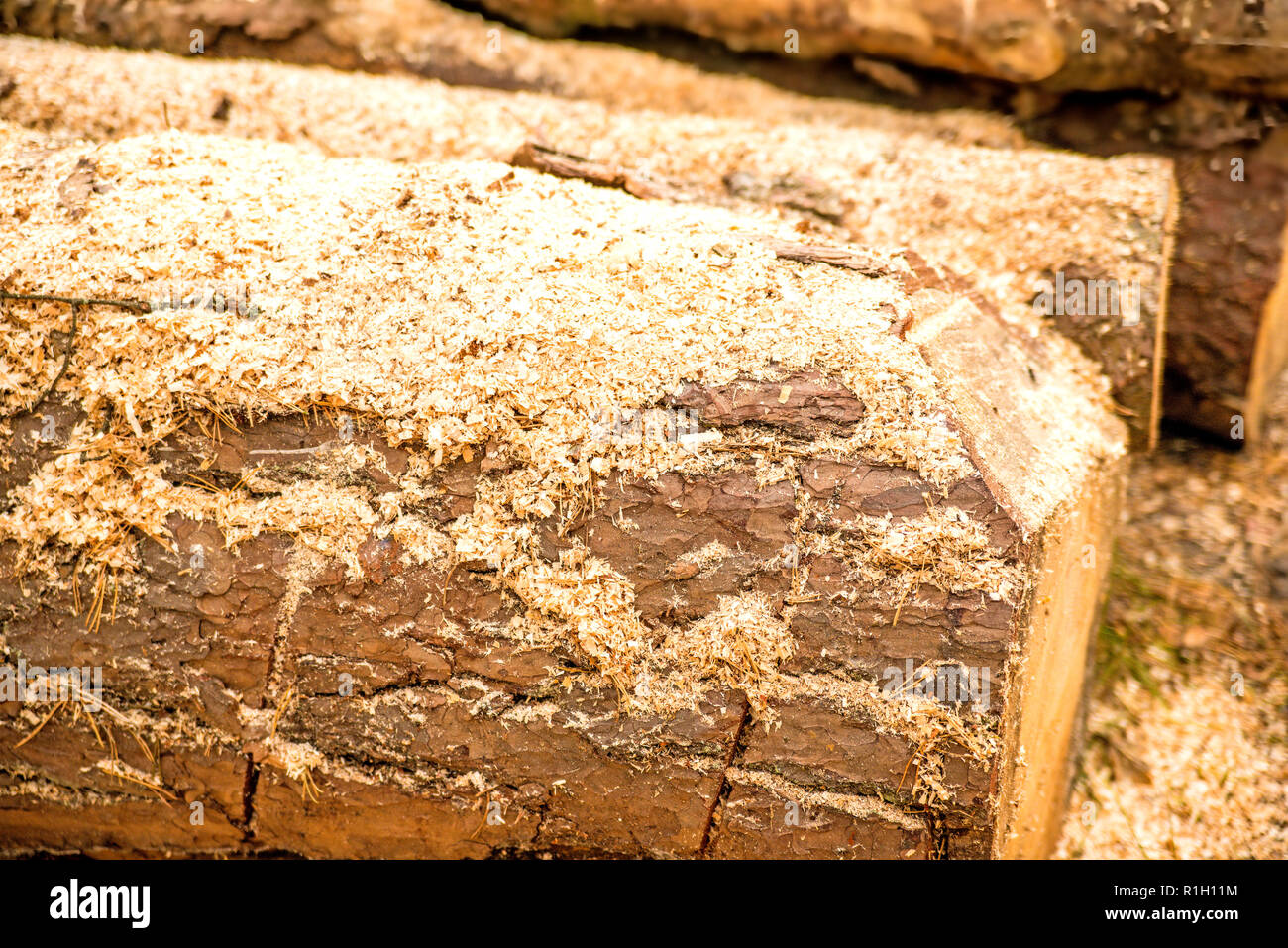 Timber wood, serrated in a forest Stock Photo - Alamy