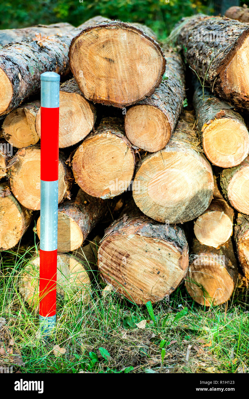 Timber wood, serrated in a forest Stock Photo - Alamy