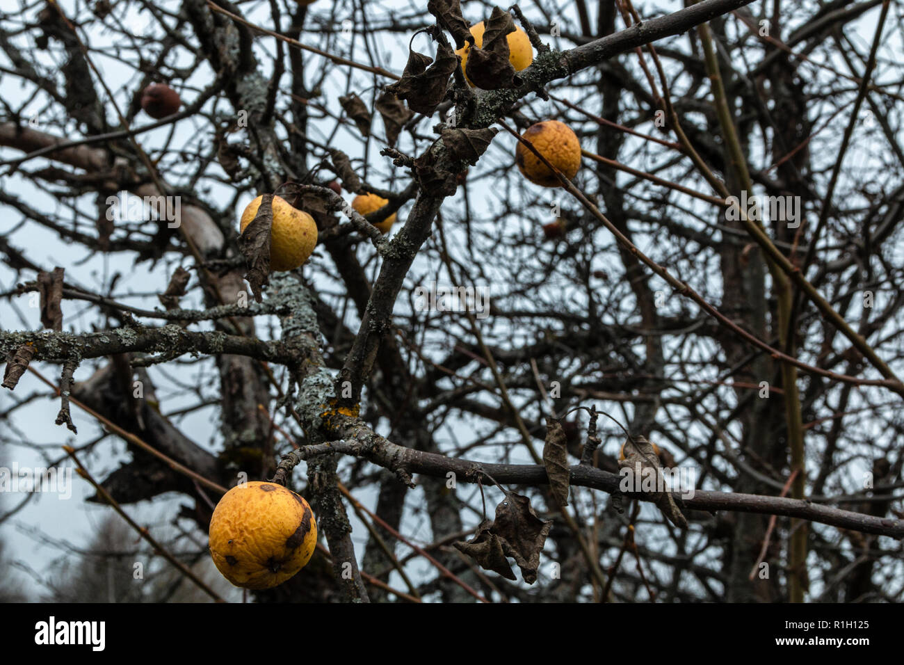 Diseased apple branches hi-res stock photography and images - Alamy