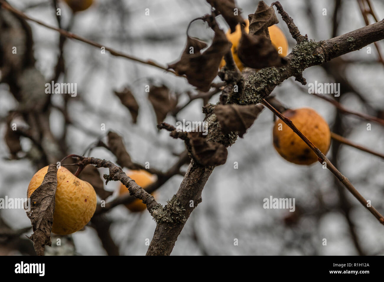 Diseased apple branches hi-res stock photography and images - Alamy