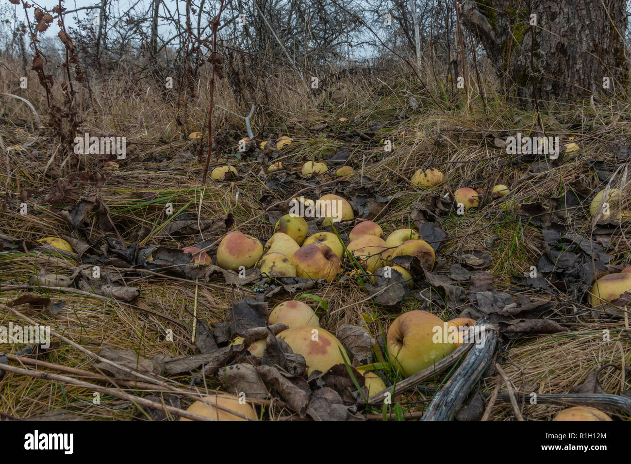 Diseased apple tree branches hi-res stock photography and images - Alamy