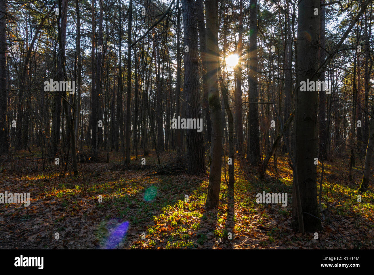 Bor forest hi-res stock photography and images - Alamy