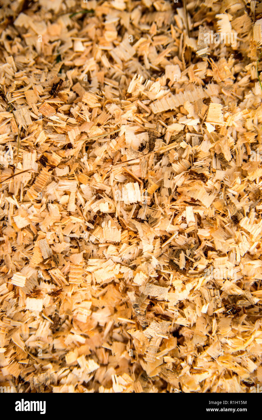sawdust on a forest floor Stock Photo - Alamy