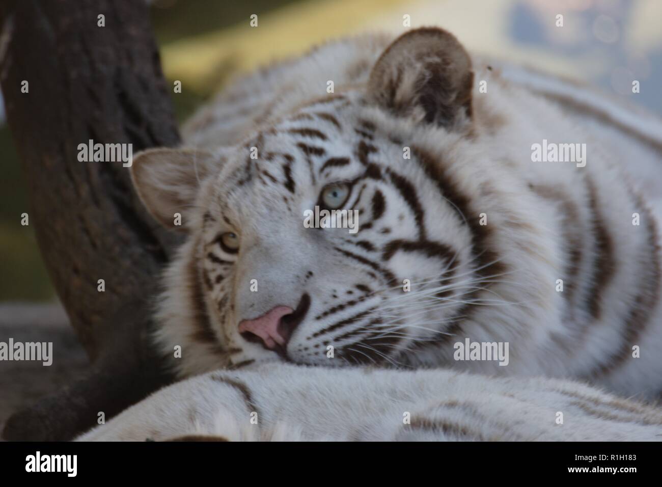 Strong white tiger hi-res stock photography and images - Alamy