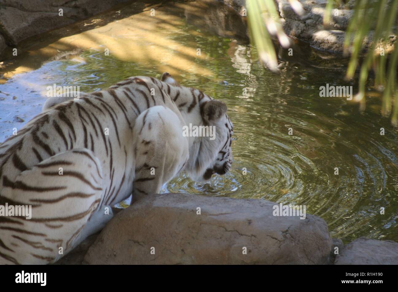 Strong white tiger hi-res stock photography and images - Alamy