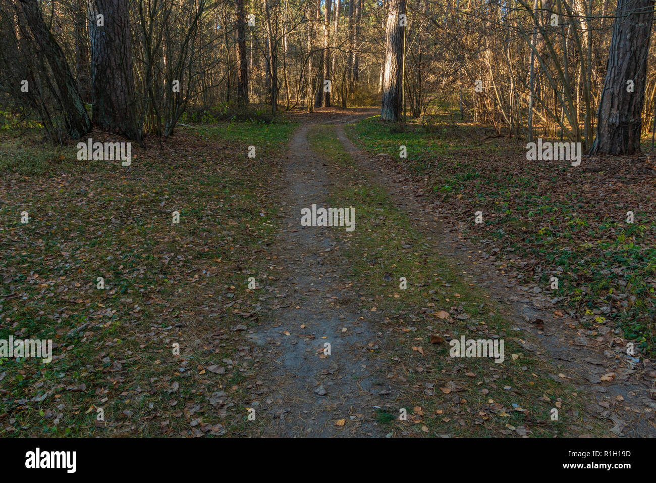 Bor forest hi-res stock photography and images - Alamy