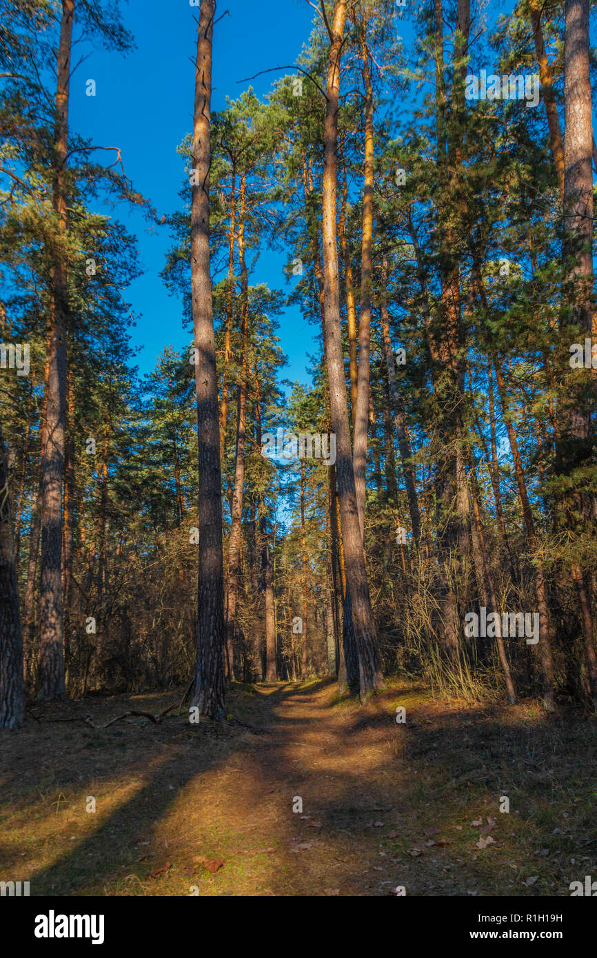 Bor forest hi-res stock photography and images - Alamy