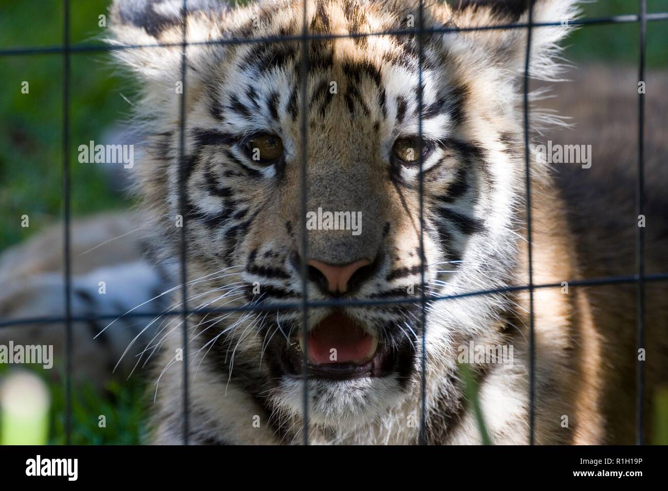 White tiger panthera tigris cub hi-res stock photography and images - Alamy