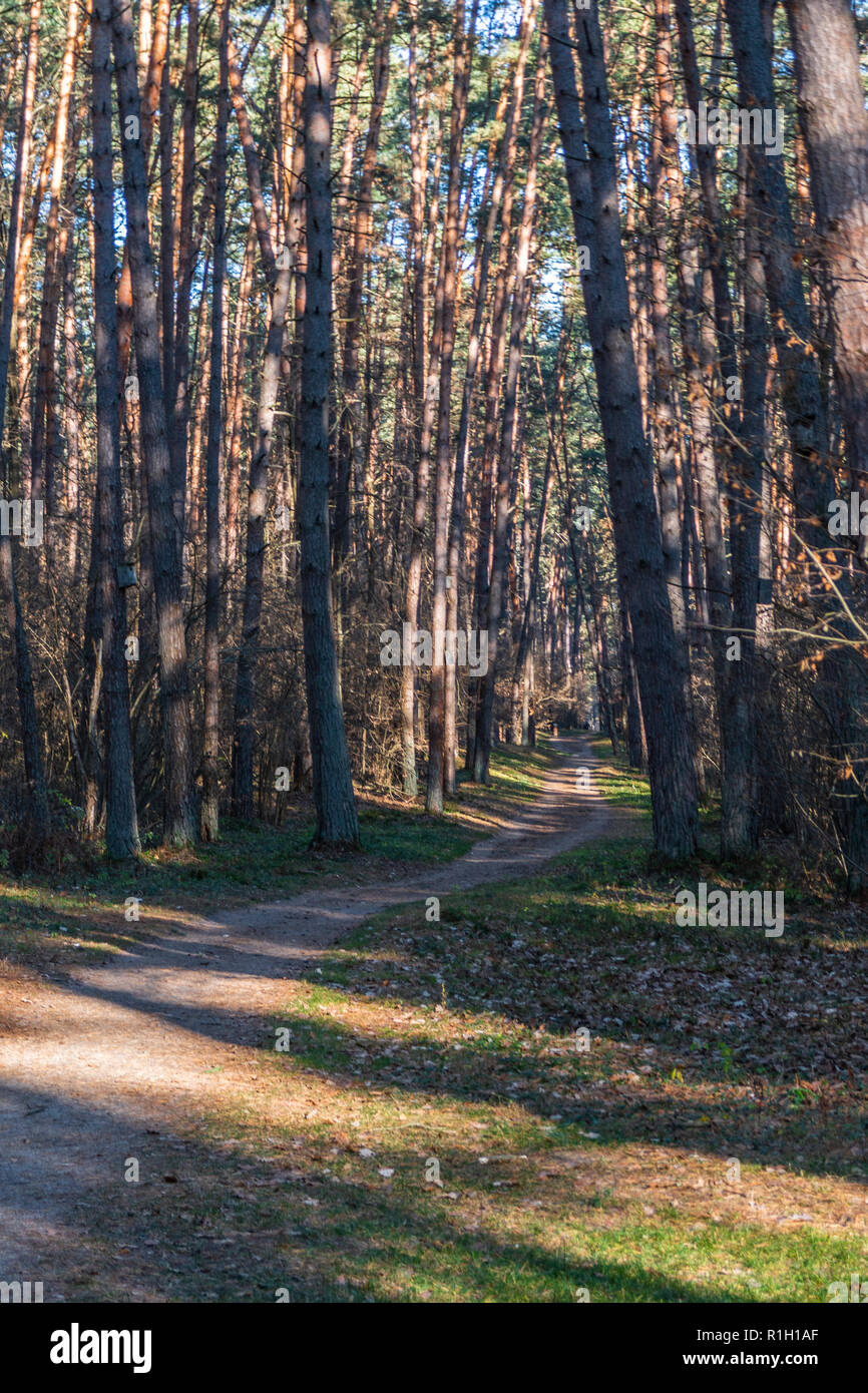 Bor forest hi-res stock photography and images - Alamy