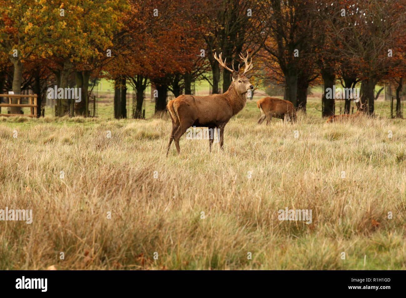 Largest Deer Species Stock Photos & Largest Deer Species Stock Images ...