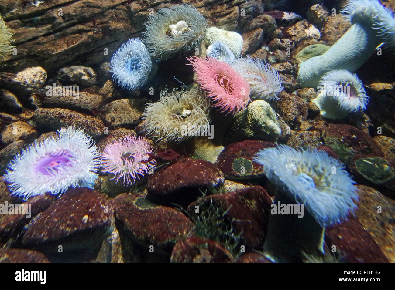 colorful soft corals at a coral reef Stock Photo - Alamy
