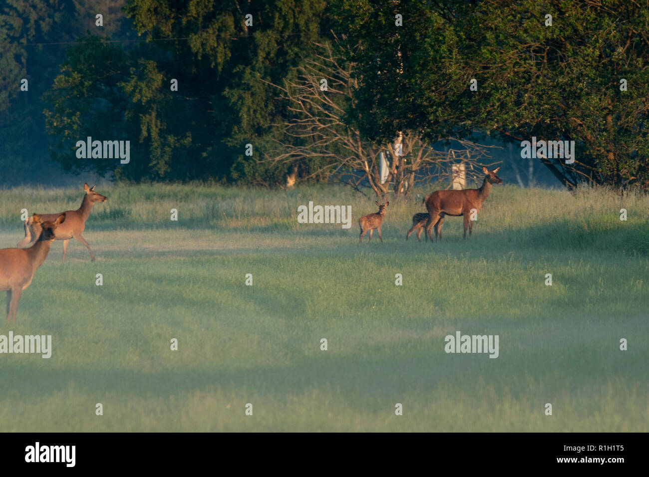 Red deer ( Cervus elaphus) in mating season Stock Photo - Alamy
