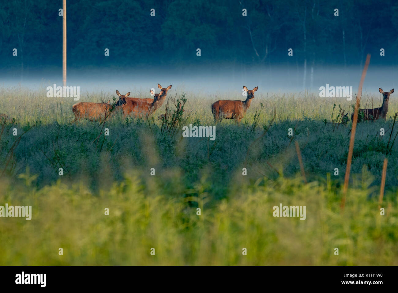 Red deer ( Cervus elaphus) in mating season Stock Photo - Alamy