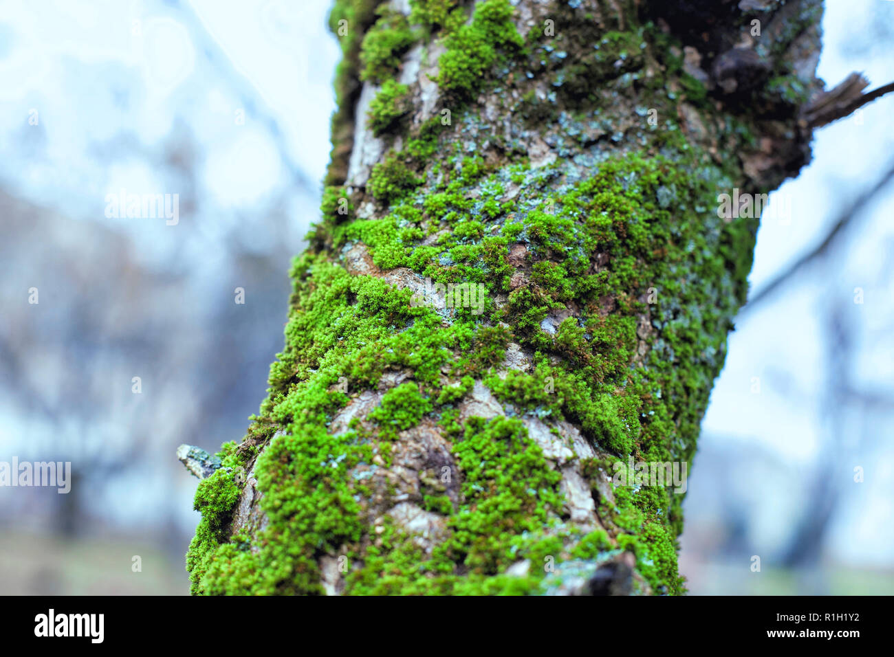 Old tree trunk with moss overgrown with shallow depth of field Stock ...