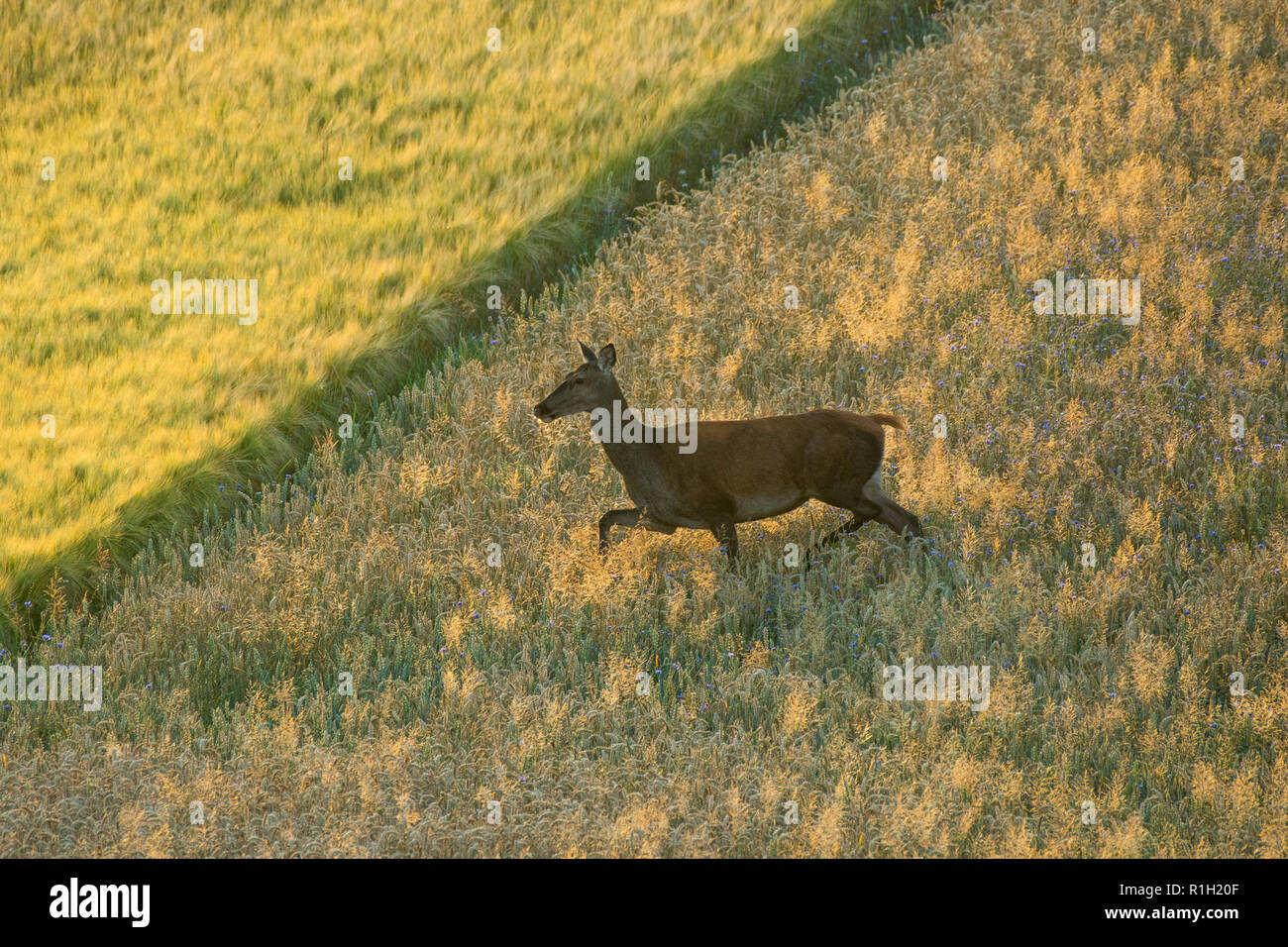 Red deer ( Cervus elaphus) hind in mating season Stock Photo - Alamy