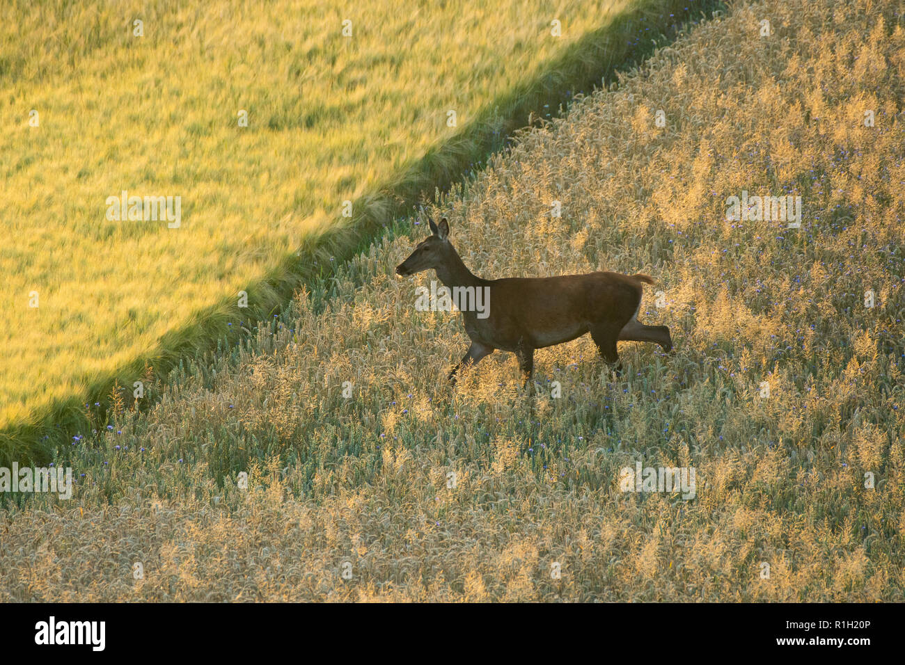 Red deer ( Cervus elaphus) hind in mating season Stock Photo - Alamy