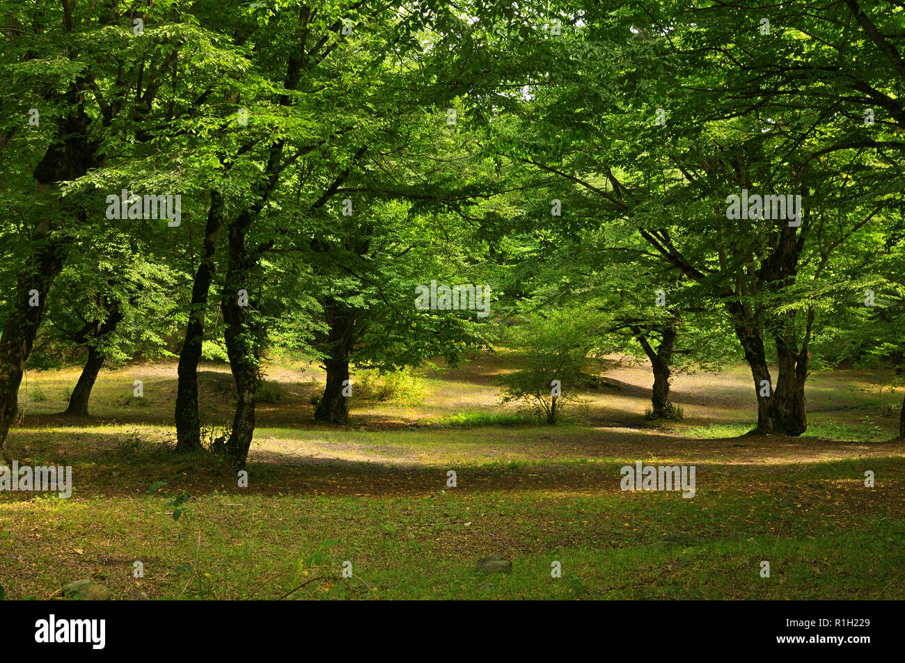 Yellowing trees in a forest in autumn Azerbaijan Stock Photo - Alamy