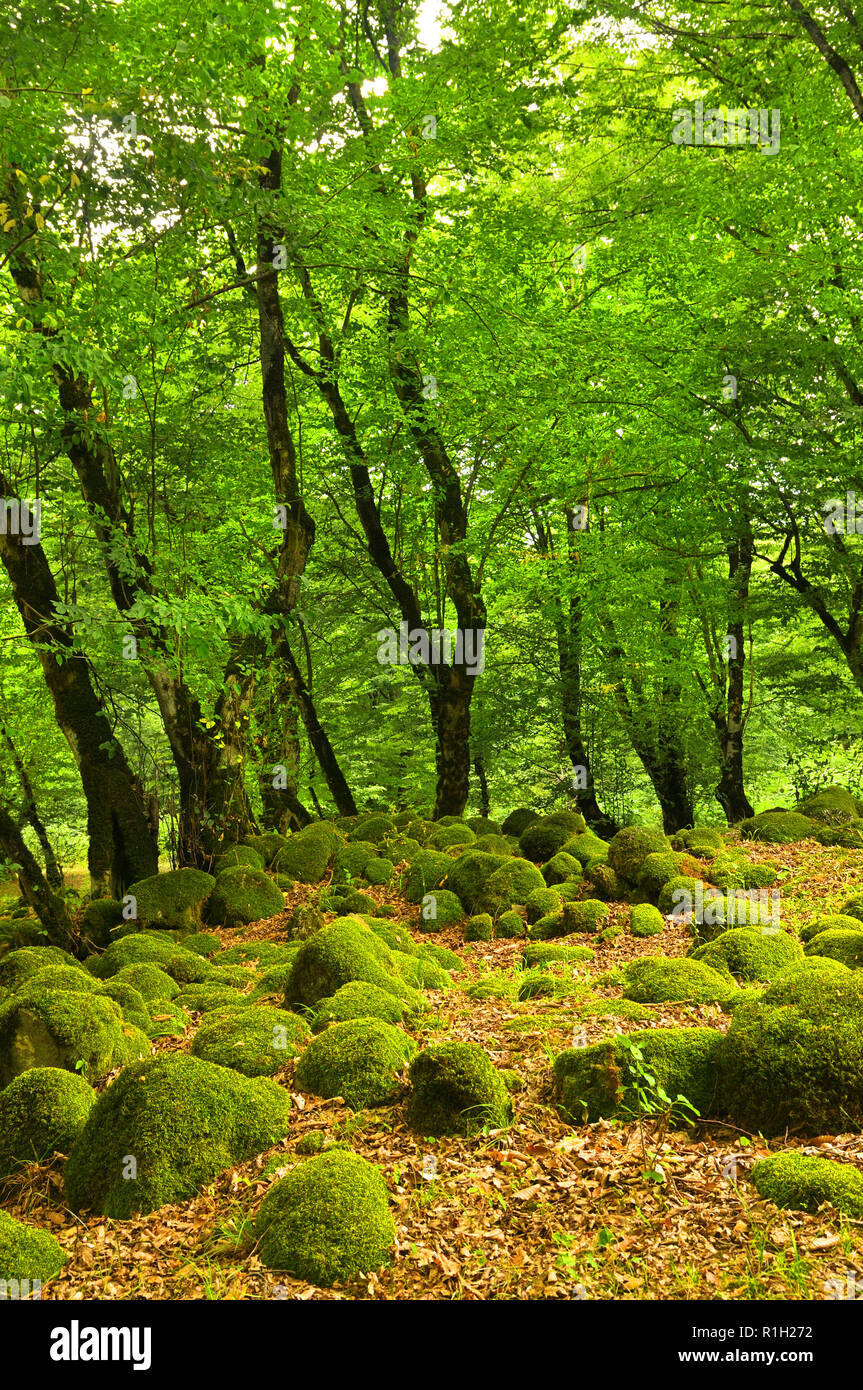 Yellowing trees in a forest in autumn Azerbaijan Stock Photo - Alamy