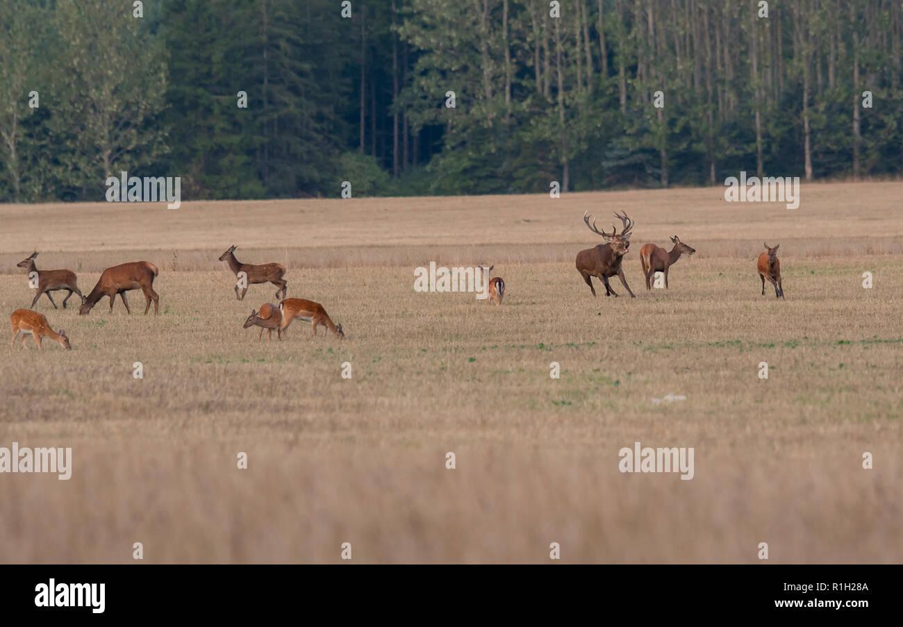 Deer mating hi-res stock photography and images - Alamy