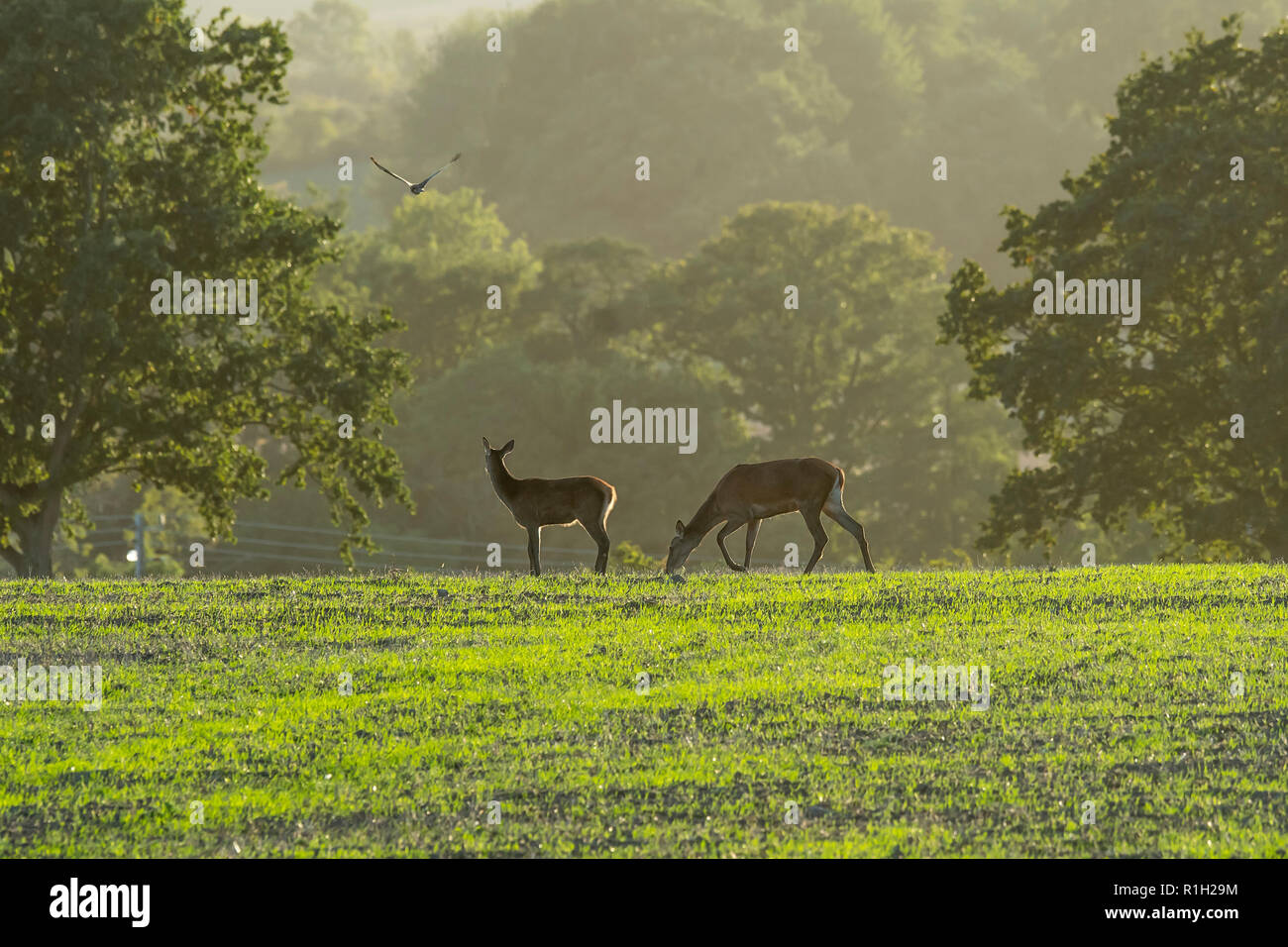 Red deer ( Cervus elaphus) in mating season Stock Photo - Alamy