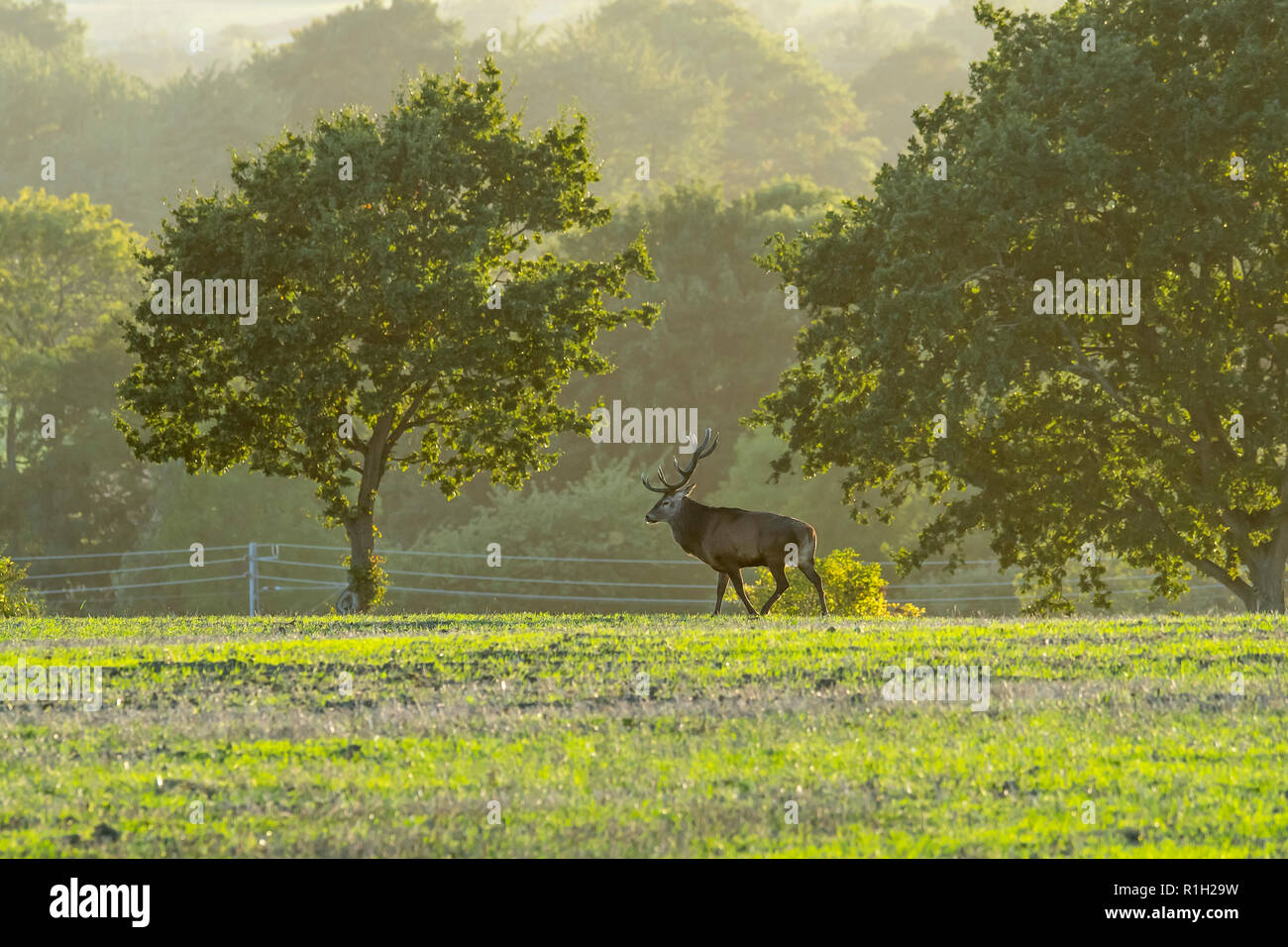 Red deer ( Cervus elaphus) in mating season Stock Photo - Alamy