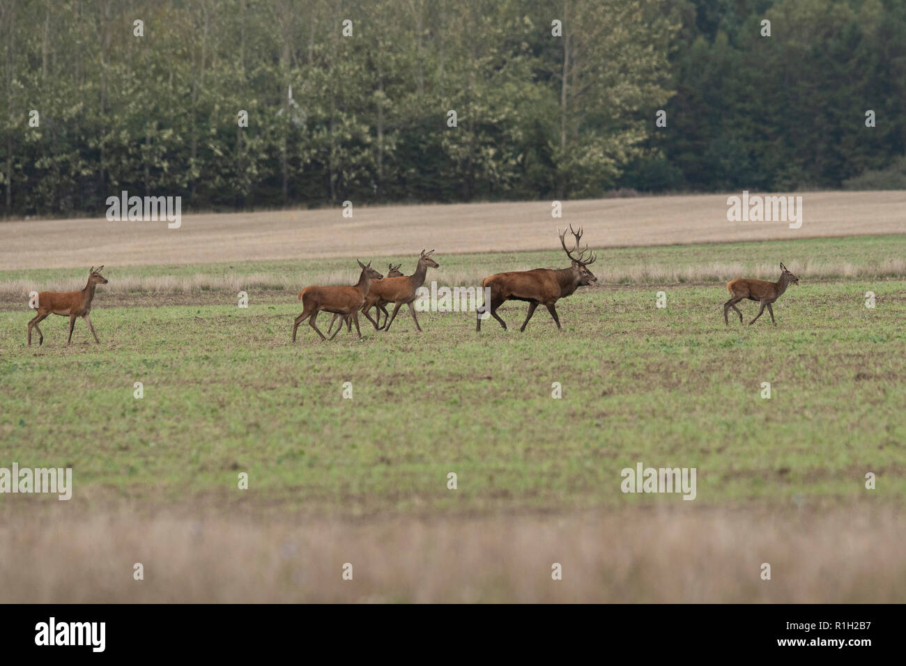 Red deer ( Cervus elaphus) in mating season Stock Photo - Alamy