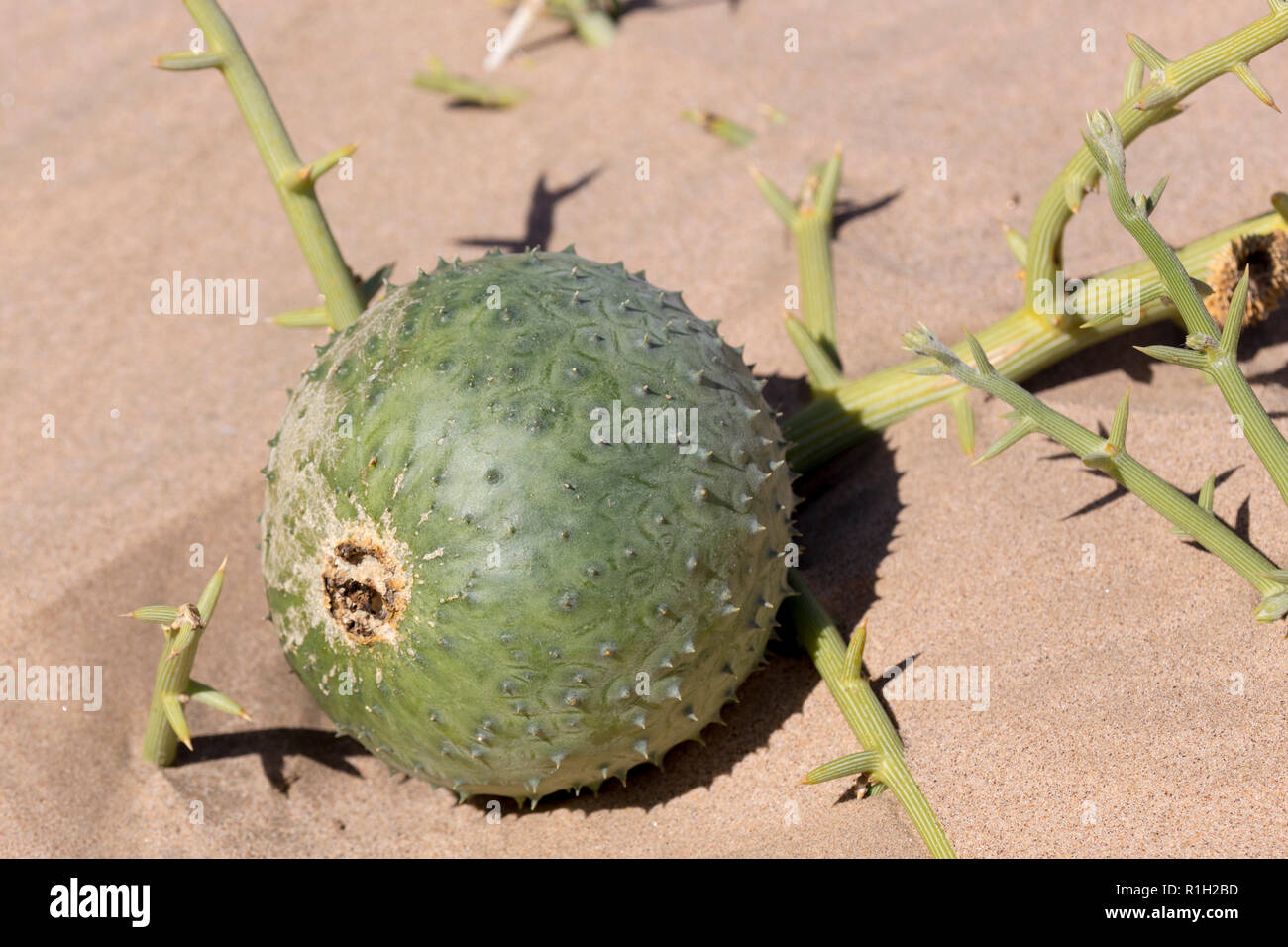 Nara bush hi-res stock photography and images - Alamy