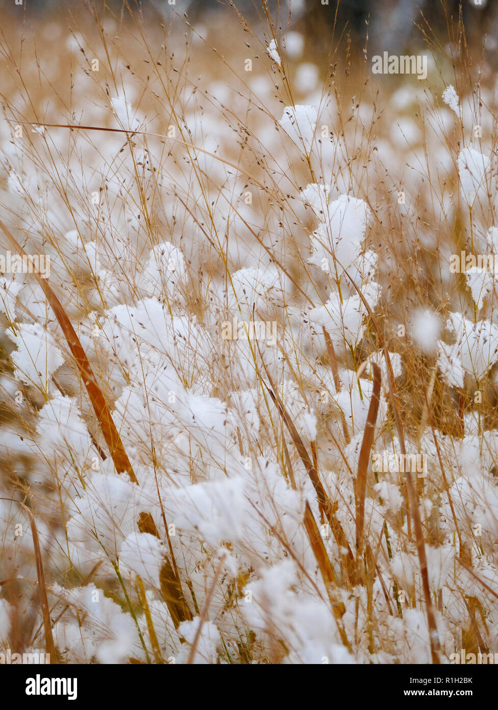 Switch grass hi-res stock photography and images - Alamy