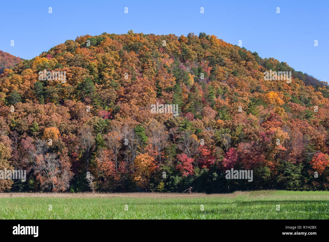 Maple leaf great smoky mountains national park hi-res stock photography ...