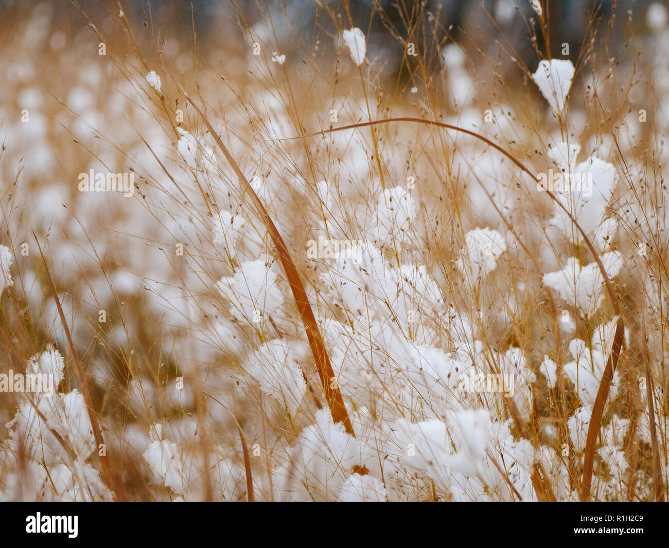 Switch grass hi-res stock photography and images - Alamy