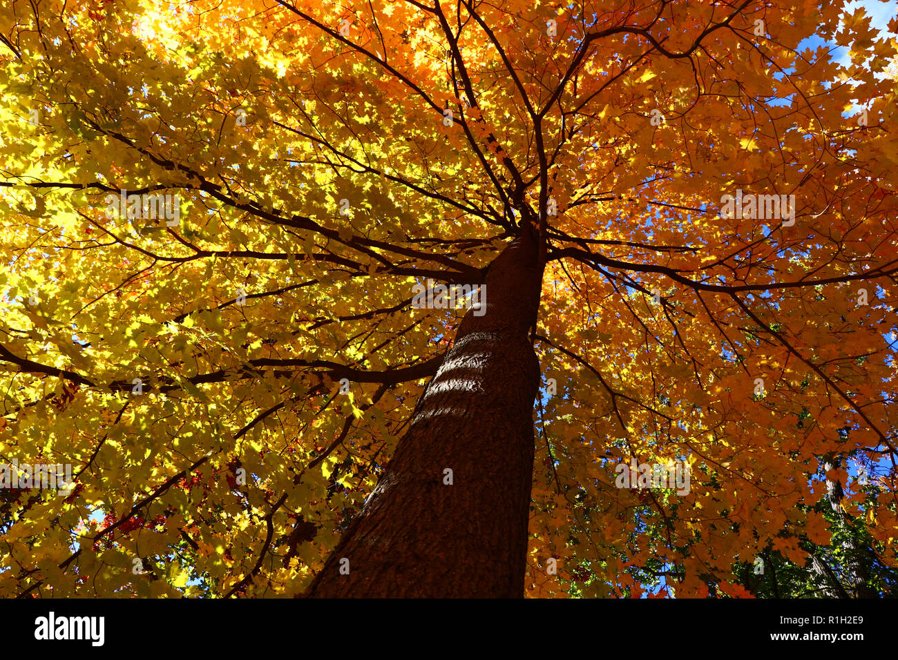 Autumn Tree Stock Photo Stock Photo - Alamy
