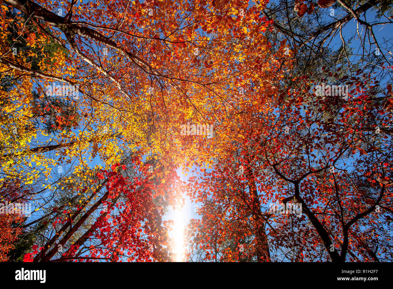 The colorful trees at Smokey mountains Stock Photo - Alamy