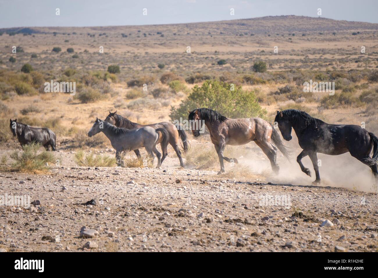 Wild Horses in Motion Stock Photo - Alamy