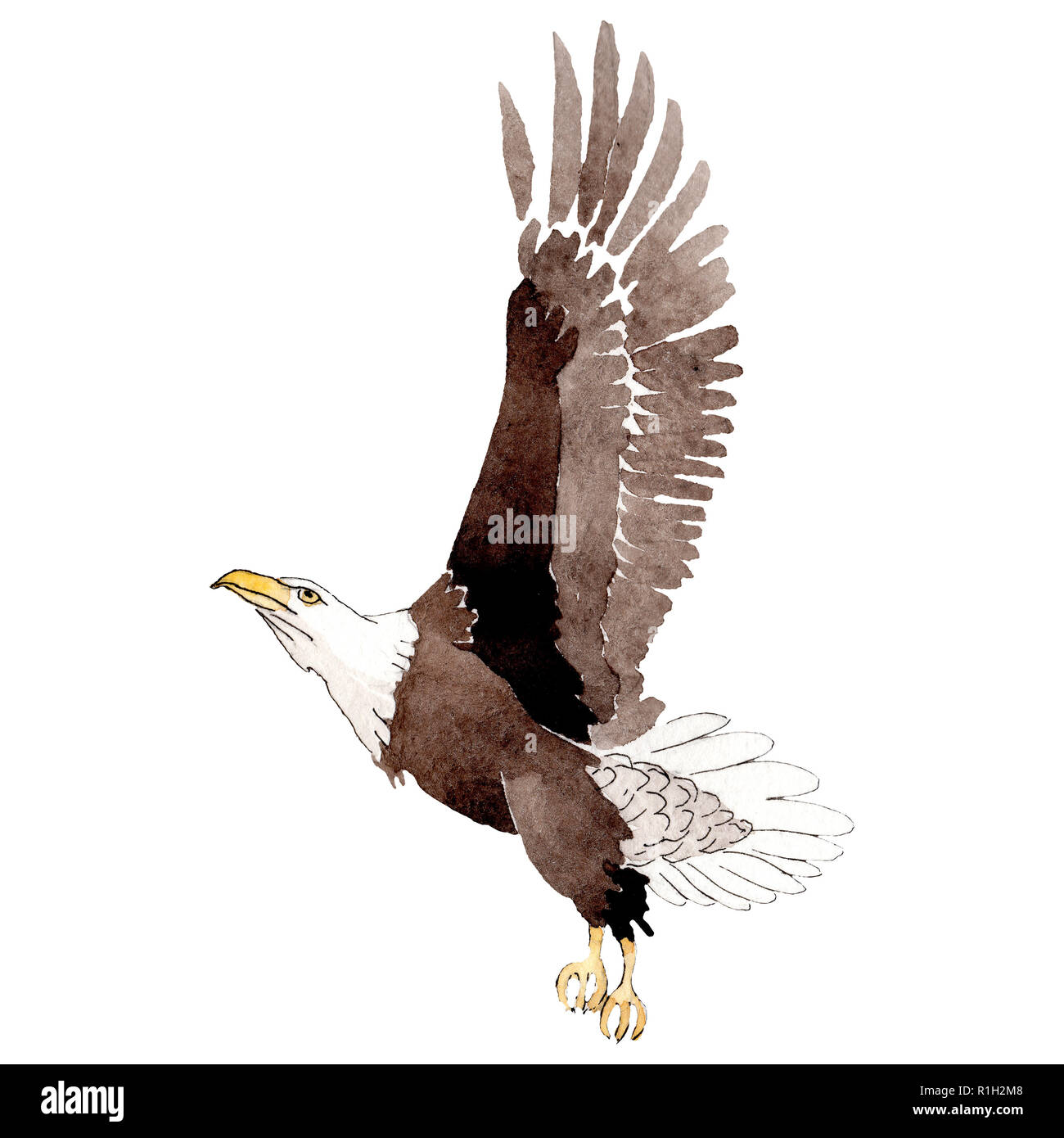 Sky bird eagle in a wildlife by watercolor style isolated. Background ...