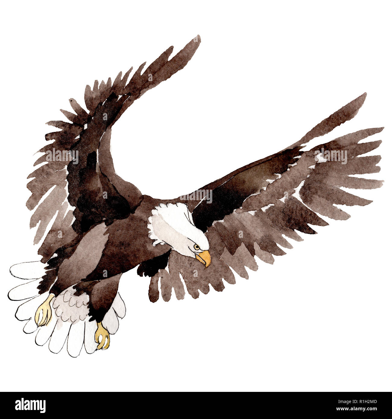 Sky bird eagle in a wildlife by watercolor style isolated. Background ...