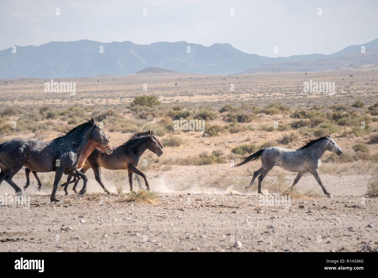 Running Wild Horses Stock Photo - Alamy