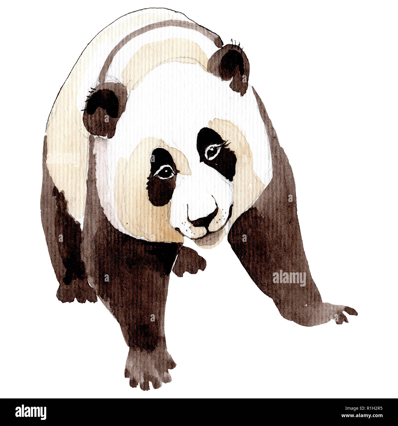 Panda Texture