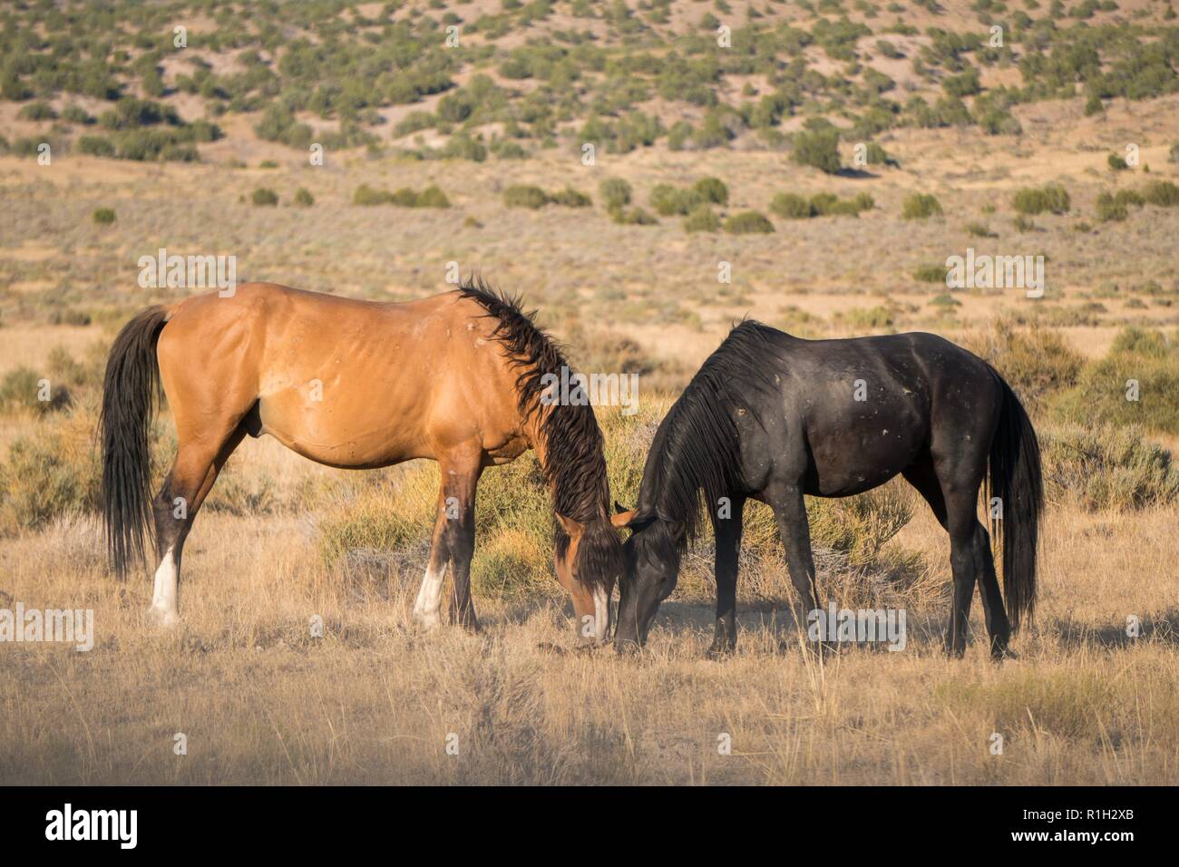 Couple wanderer hi-res stock photography and images - Alamy