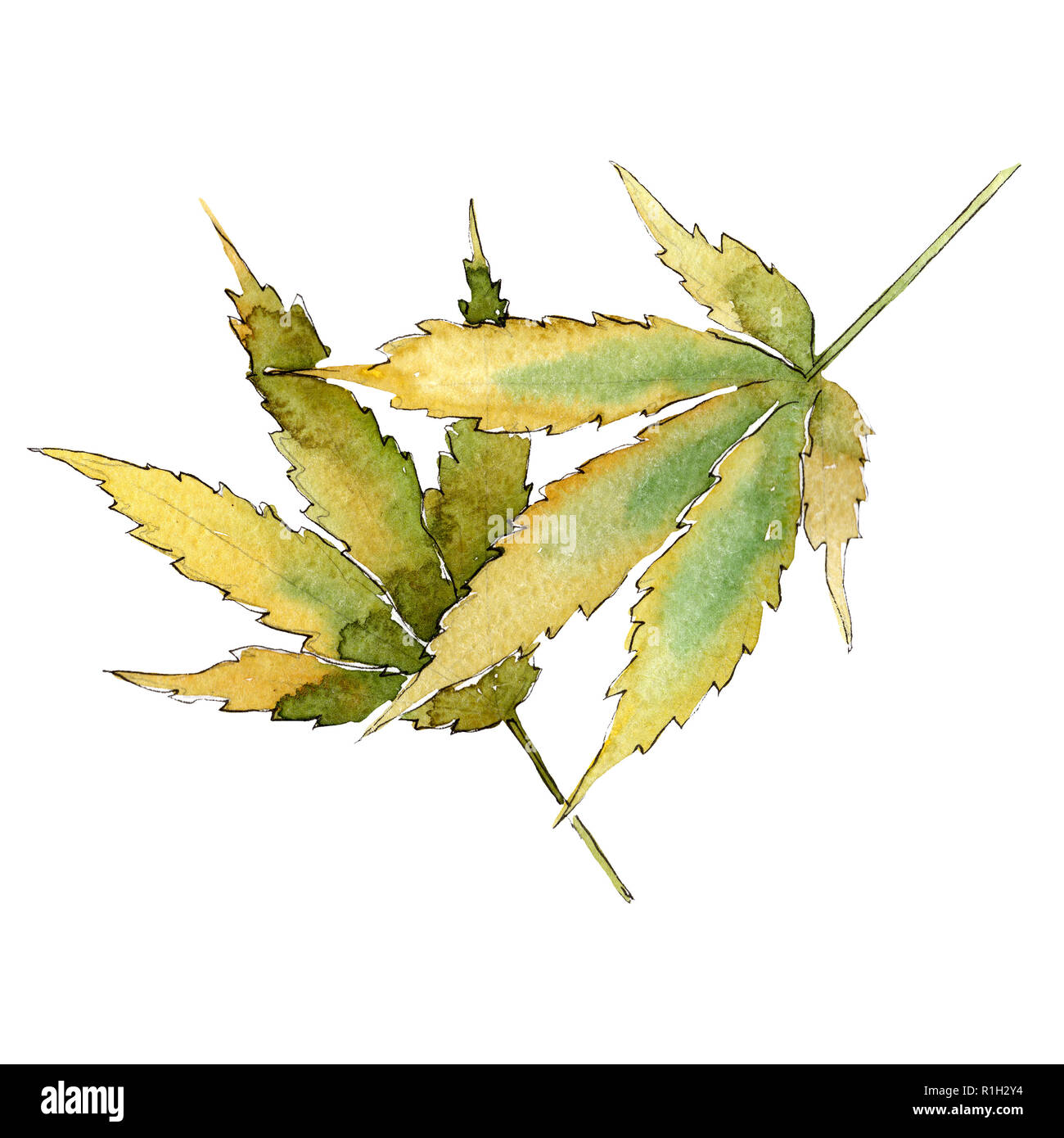 Cannabis green leaf. Isolated cannabis illustration element. Background ...