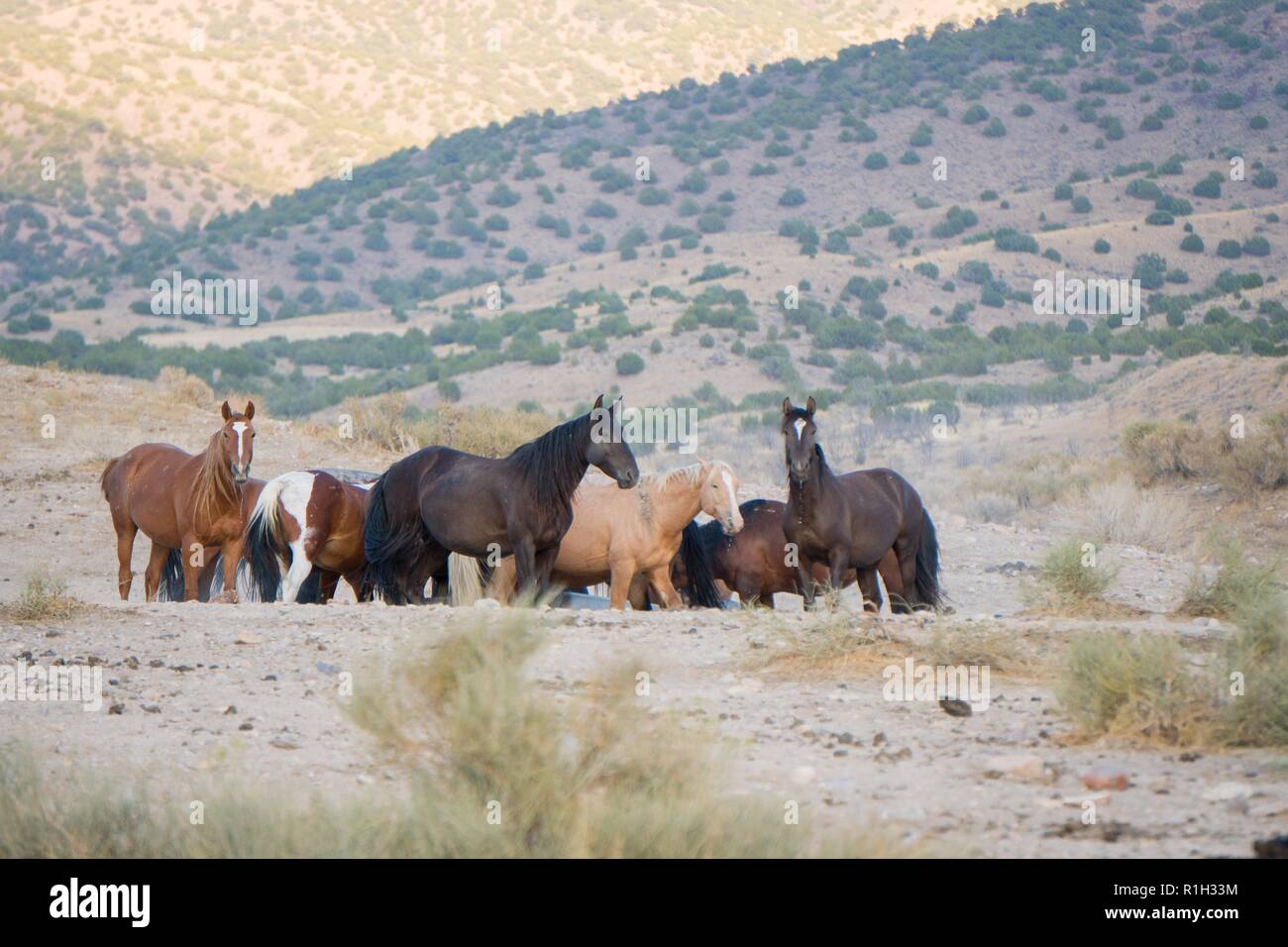Wandering horse hi-res stock photography and images - Alamy