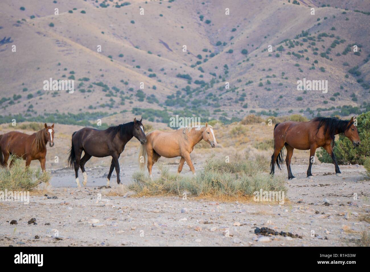 Wandering horse hi-res stock photography and images - Alamy
