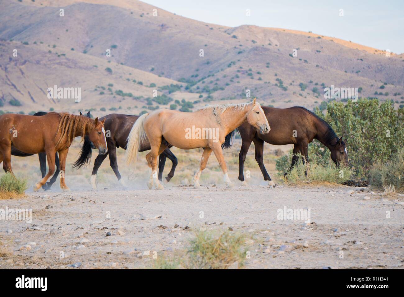 Wandering Family of Horses Stock Photo - Alamy