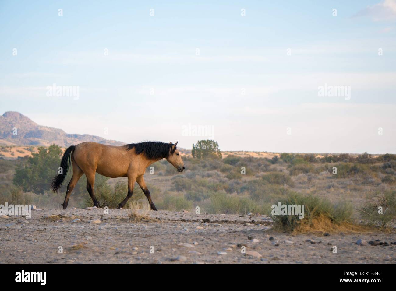 Wandering horse hi-res stock photography and images - Alamy