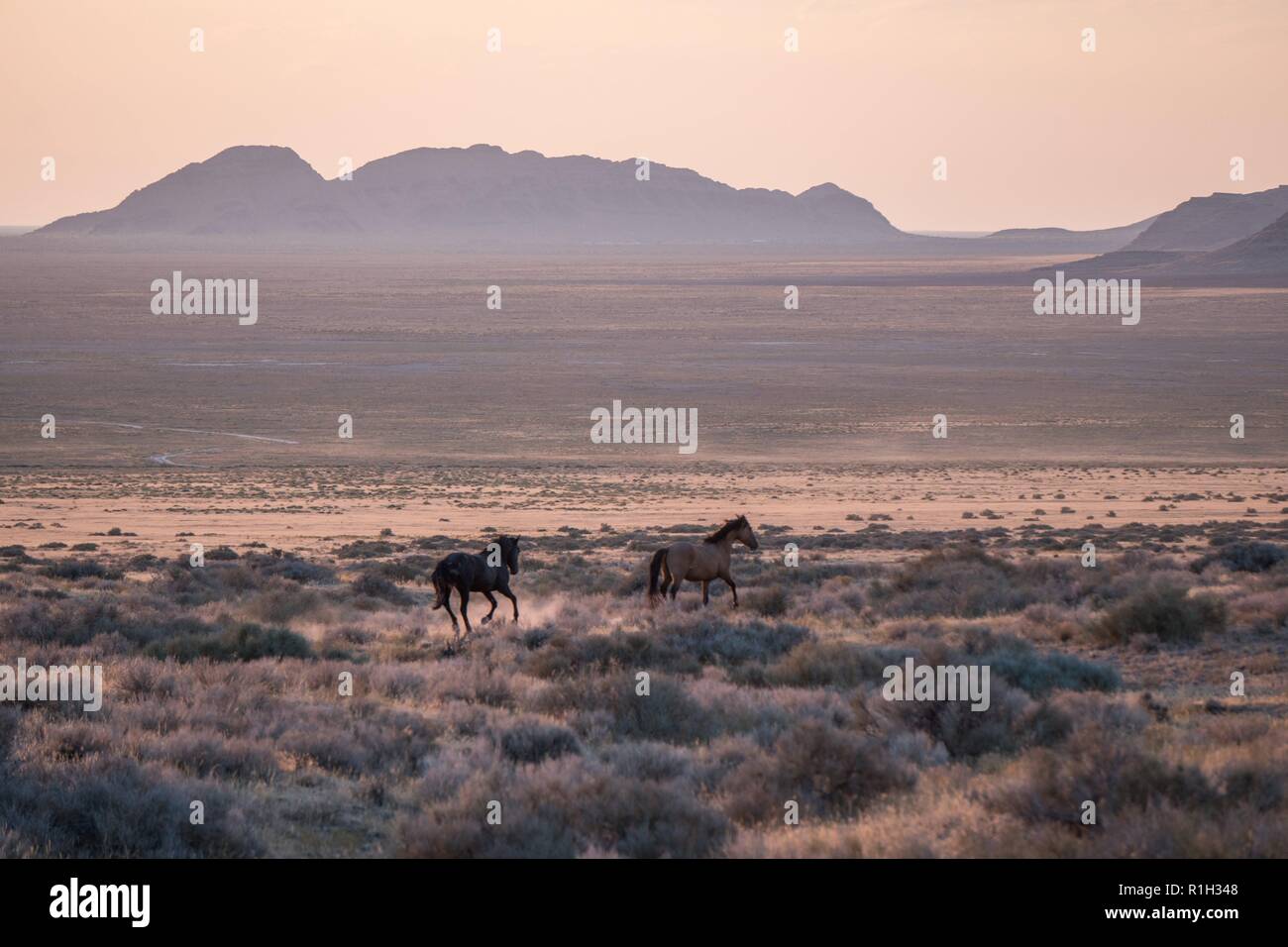 Two Wild Horses Racing Stock Photo - Alamy
