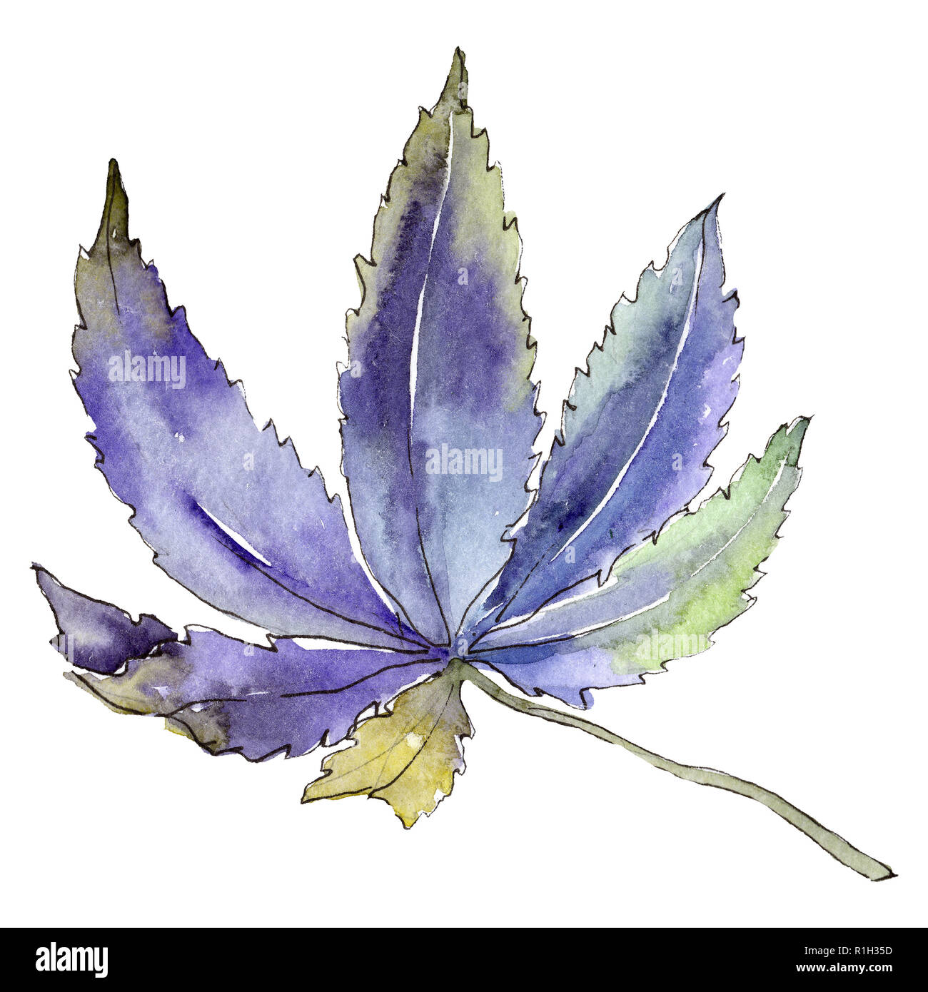 Cannabis green purple leaf. Isolated cannabis illustration element ...
